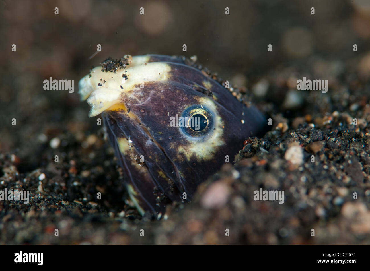 Elapsopis versicolor hi-res stock photography and images - Alamy