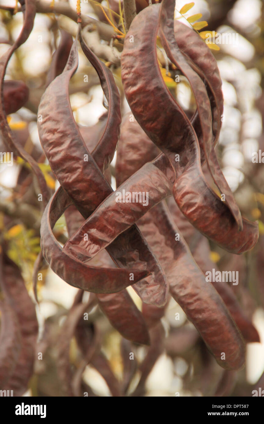 Pod the acacia hi-res stock photography and images - Alamy