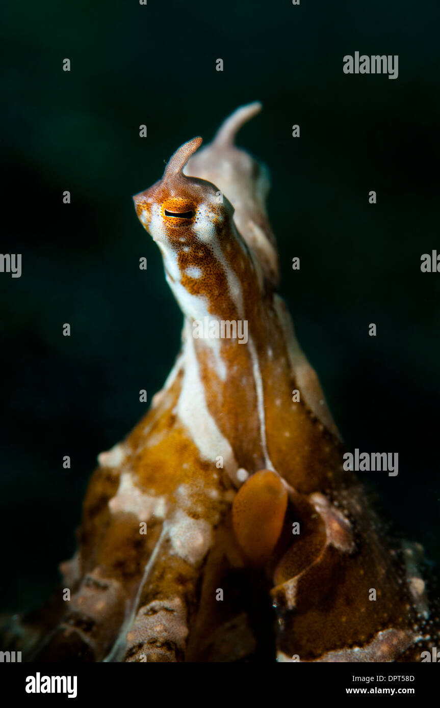 Wonderpus, Wunderpus photogenicus, Lembeh Strait, North Sulewesi ...