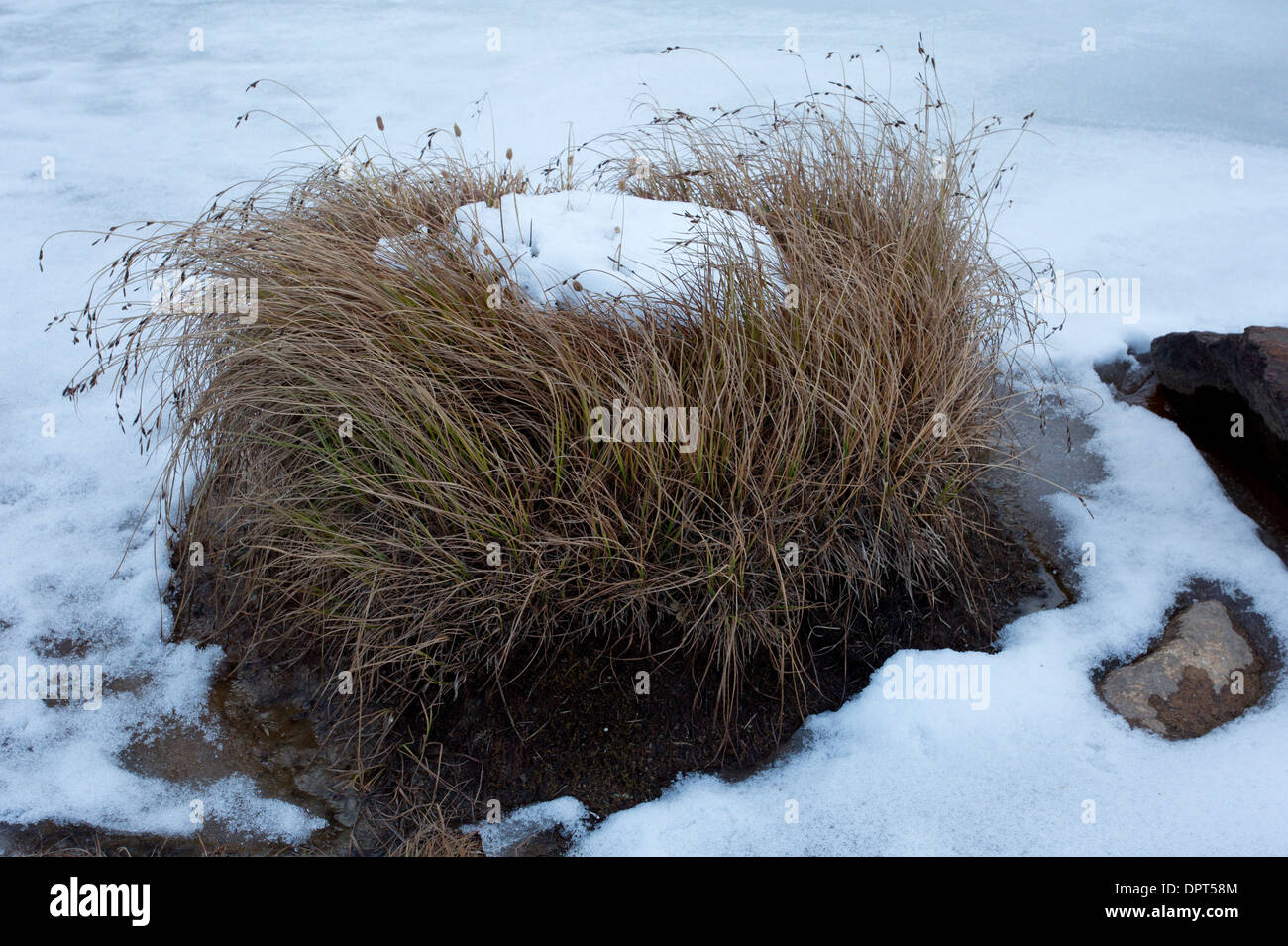 A tussock sedge, Carex stricta, and alpine timothy under the first ...