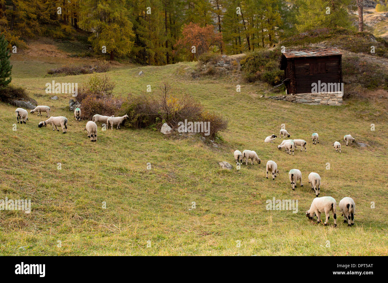 Valais Blacknose sheep or Walliser Schwarznasenschaf, a dual purpose ...