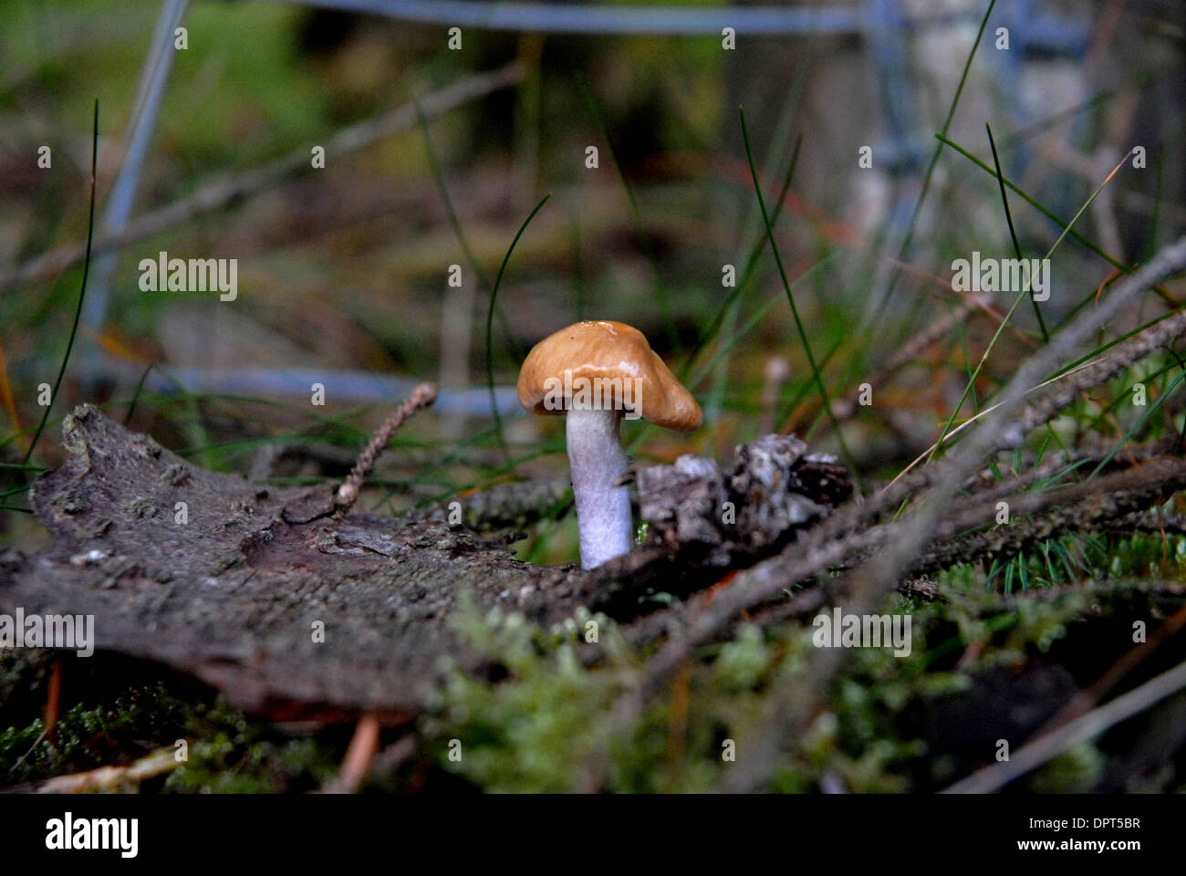 Fungi, Funghi, Toadstools Stock Photo - Alamy