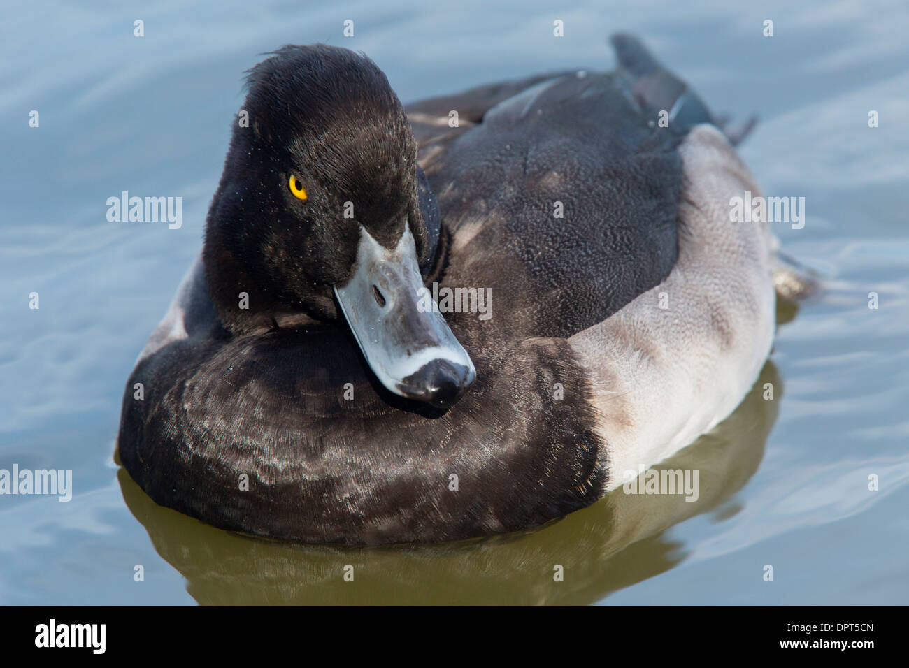 Male Tufted Duck, Aythya fuligula, loafing on water. Autumn Stock Photo ...