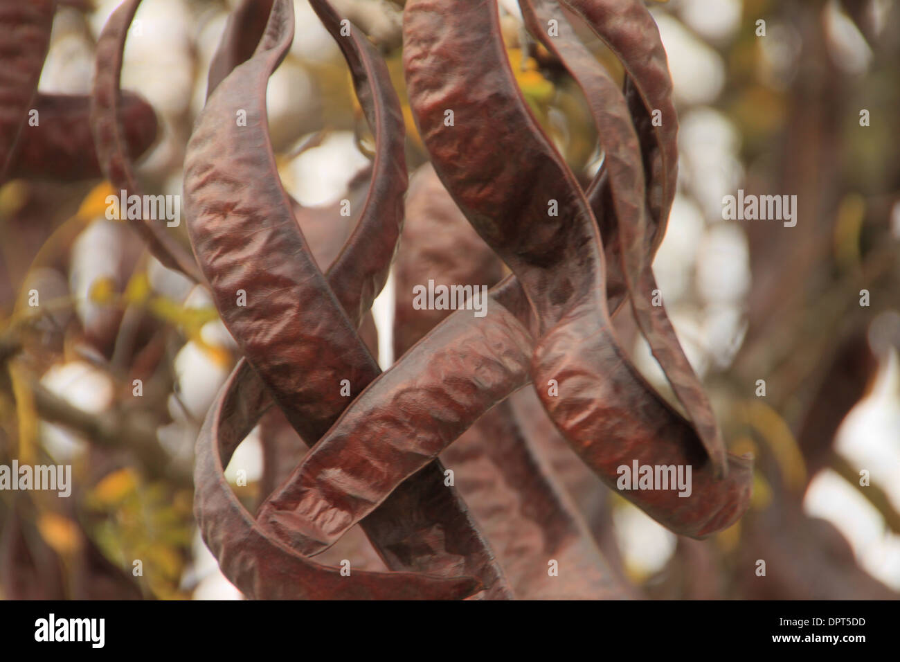 Acacia pod hi-res stock photography and images - Alamy