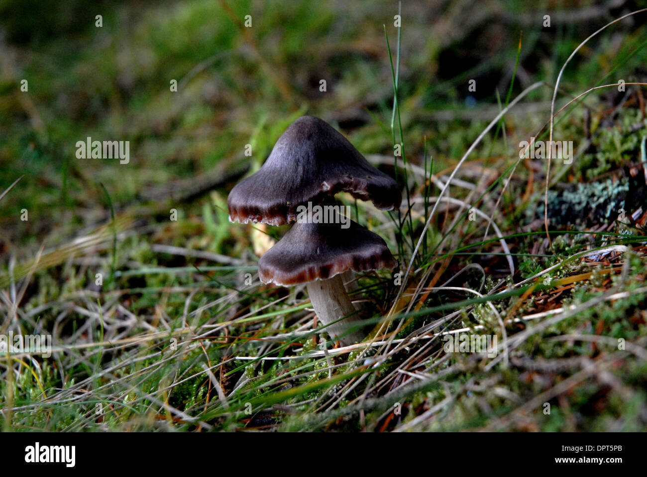 Fungi, Funghi, Toadstools Stock Photo - Alamy
