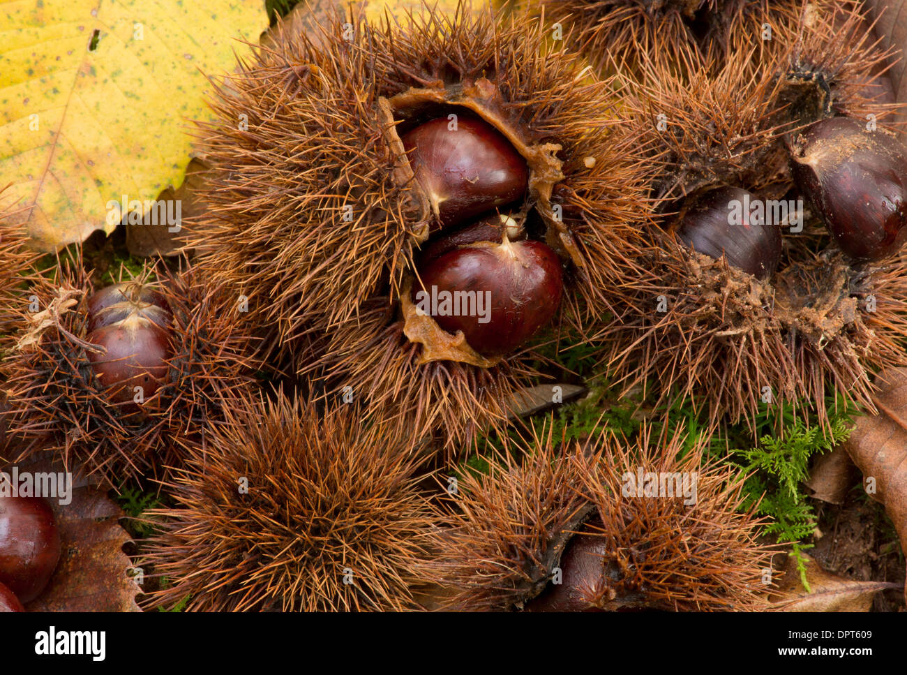 Fallen Sweet Chestnuts and leaves in autumn; Castanea sativa. Dordogne ...