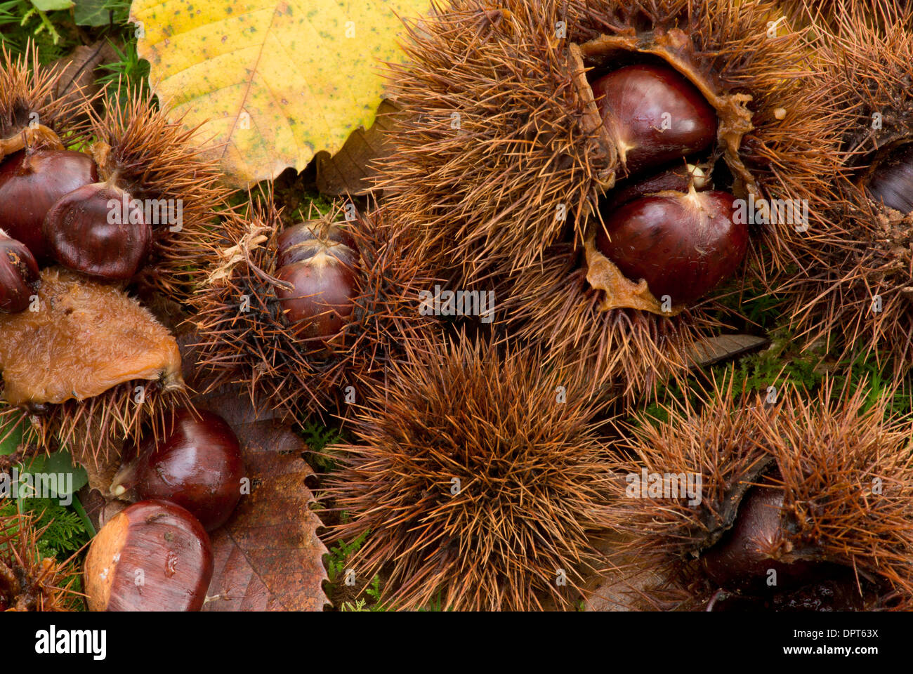 Fallen Sweet Chestnuts and leaves in autumn; Castanea sativa. Dordogne ...