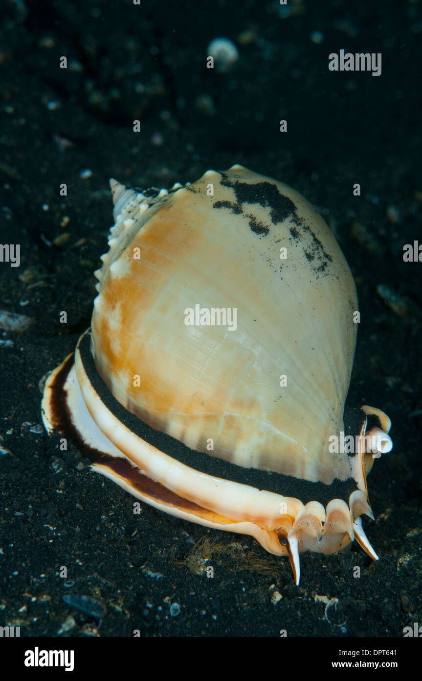 Helmetshell hi-res stock photography and images - Alamy