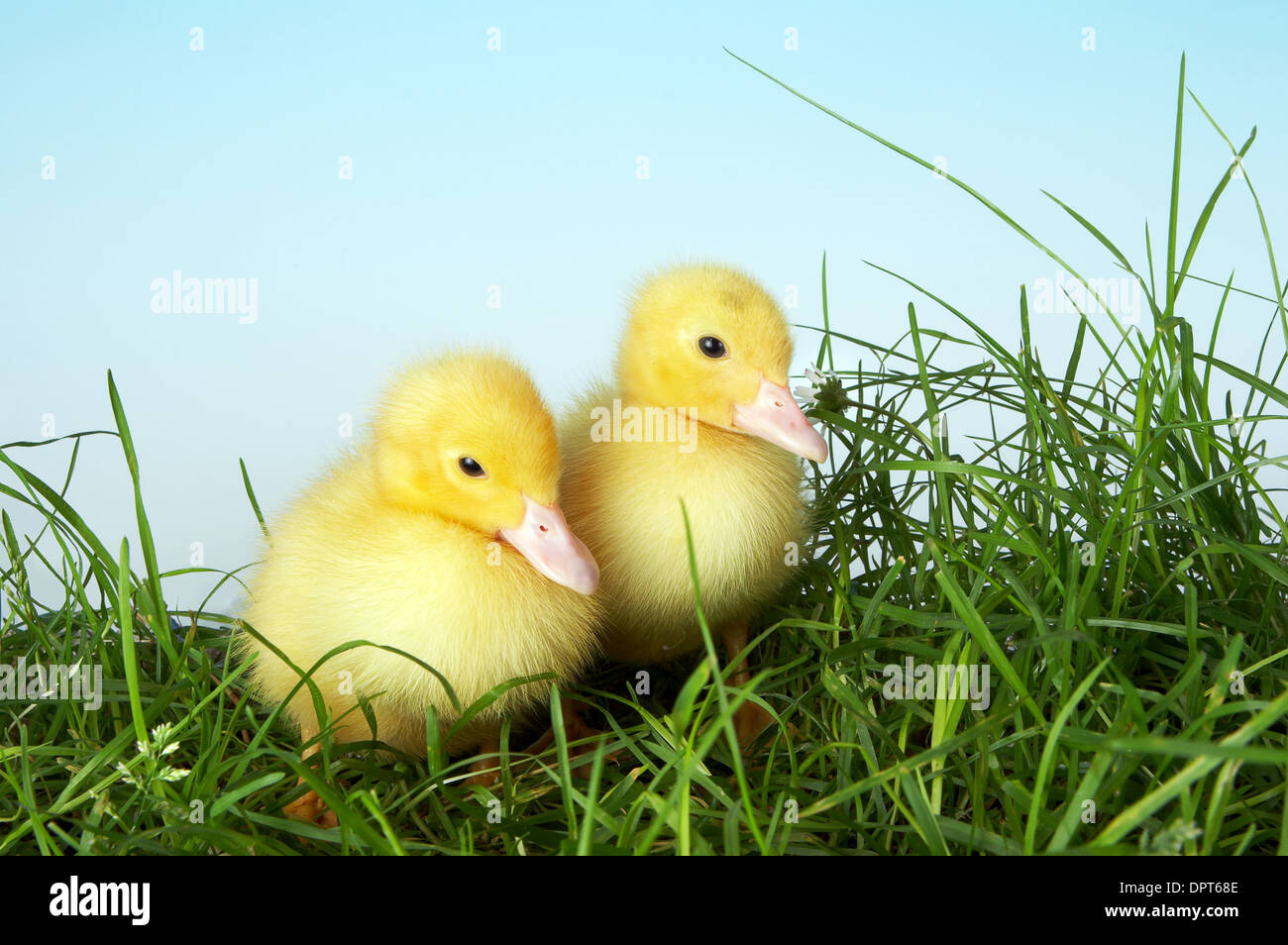 Fuzzy ducklings hi-res stock photography and images - Alamy