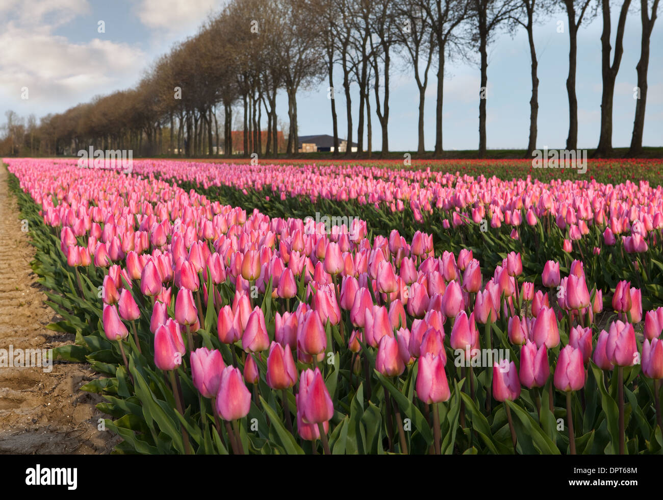Famous Dutch bulb fields with millions of tulips in Holland Stock Photo ...