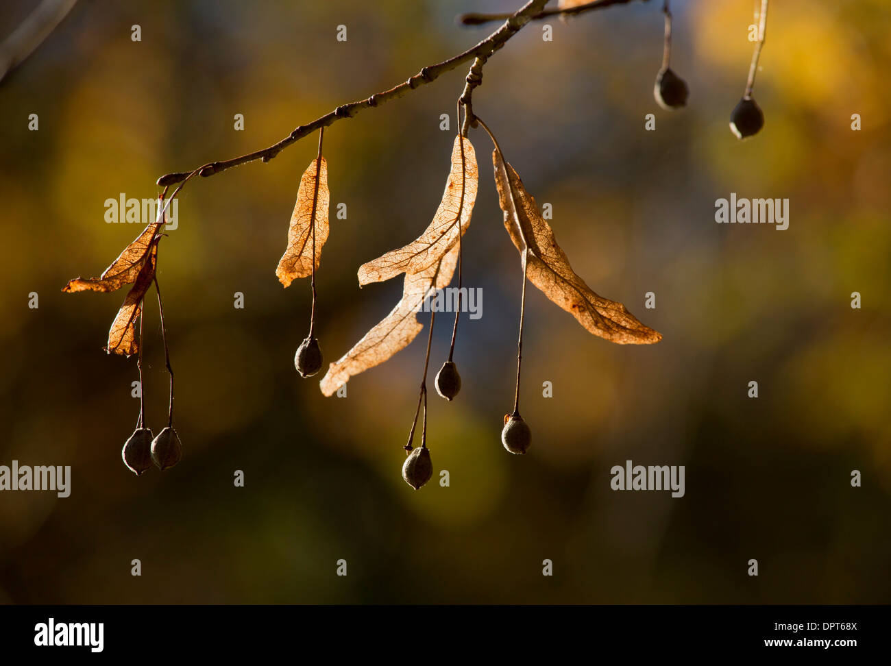 Large bracts hi-res stock photography and images - Alamy