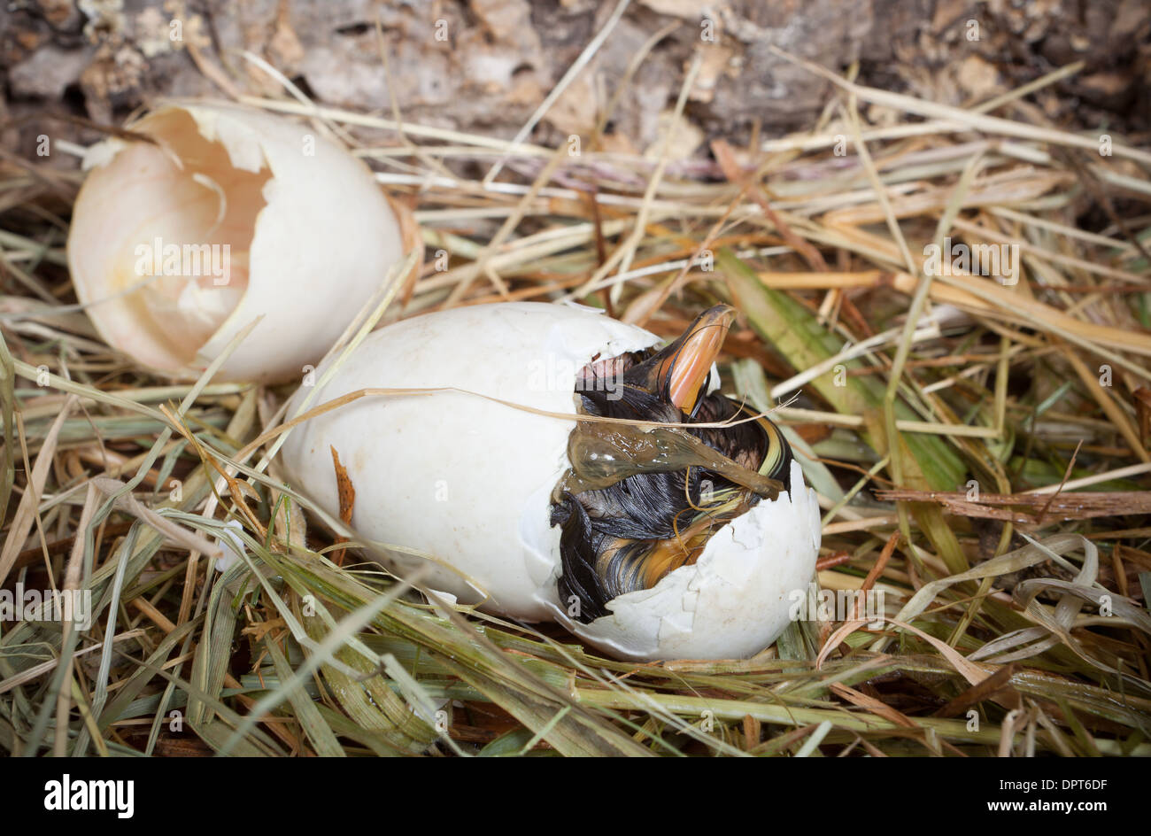 Birth of a baby duckling out of a white egg Stock Photo - Alamy