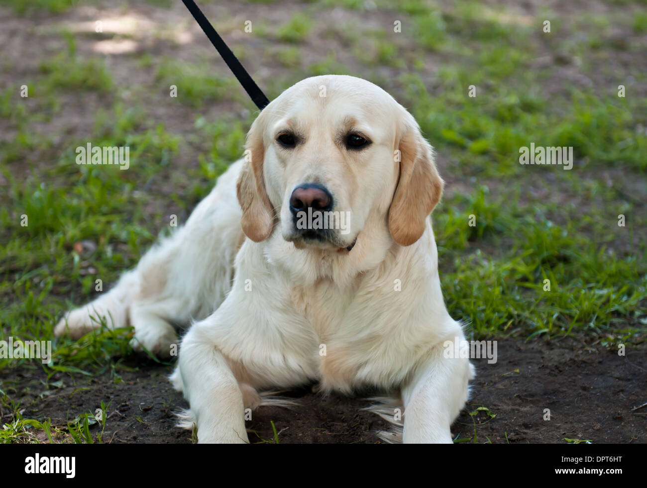 The Golden Retriever is a medium-sized breed of dog Stock Photo - Alamy