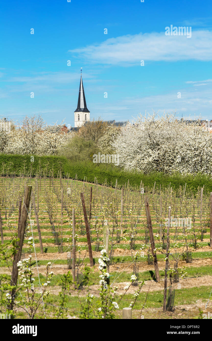 View on a pear tree orchard in the famous fruit region in Flanders ...