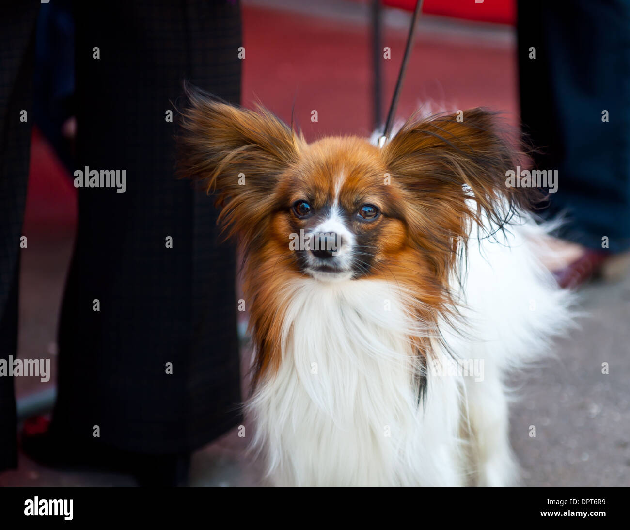 The papillon also called the Continental Toy Spaniel, is a breed of dog ...