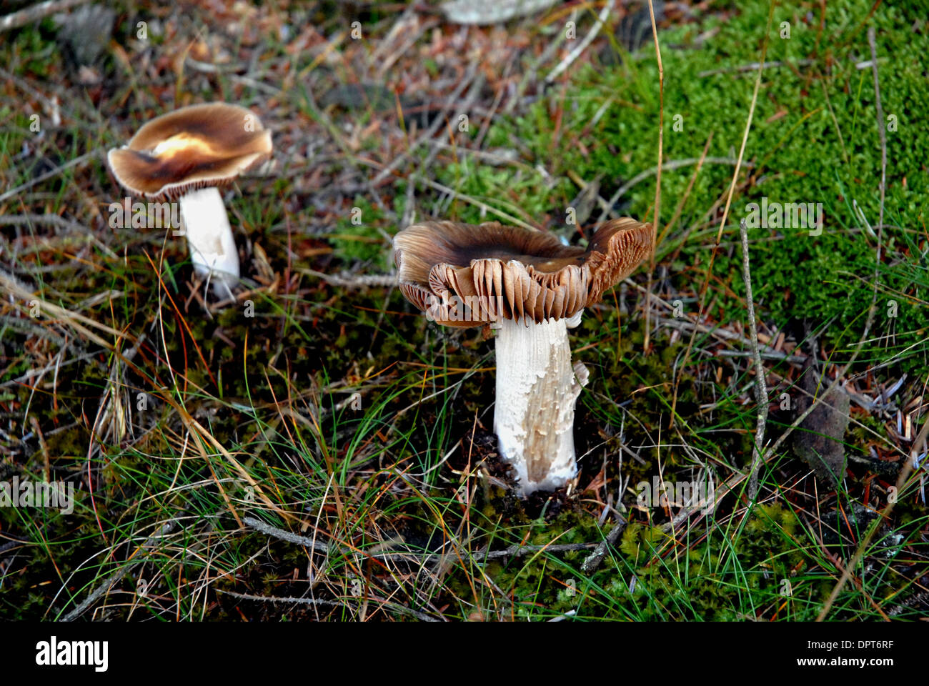 Fungi, Funghi, Toadstools Stock Photo - Alamy