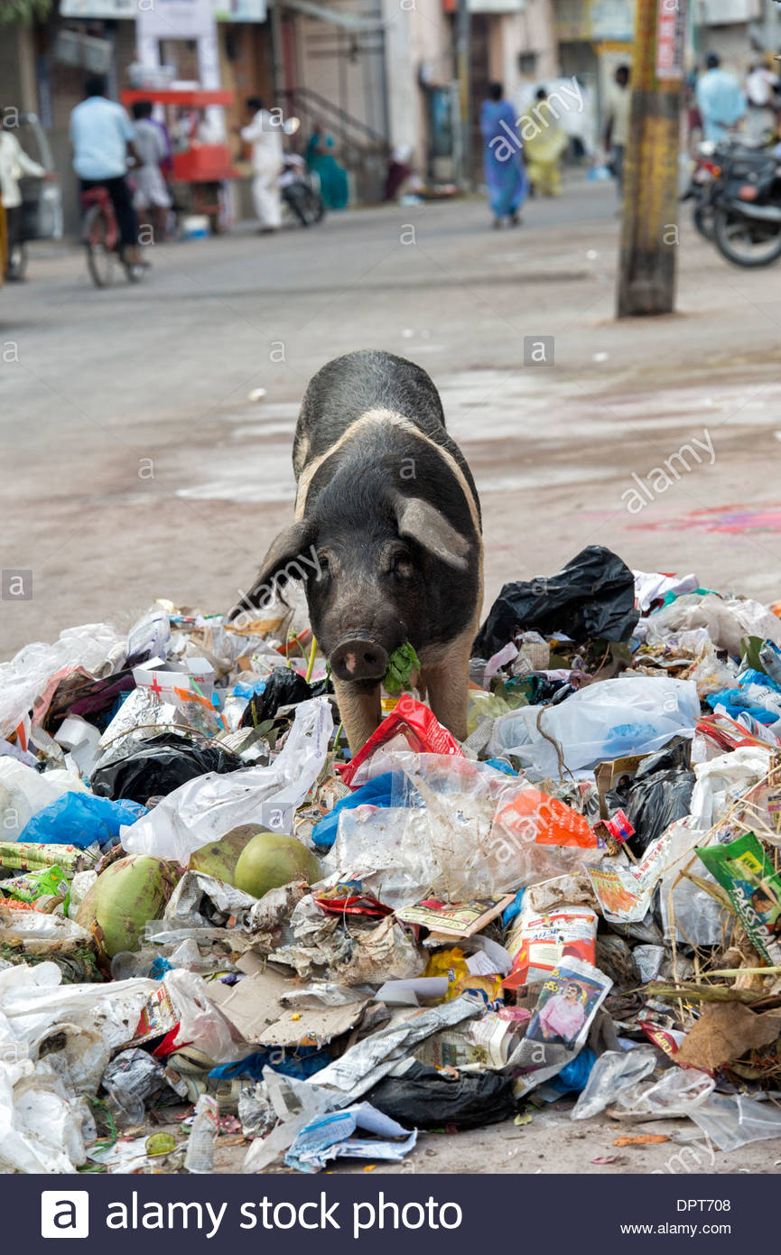 Filth eating hi-res stock photography and images - Alamy