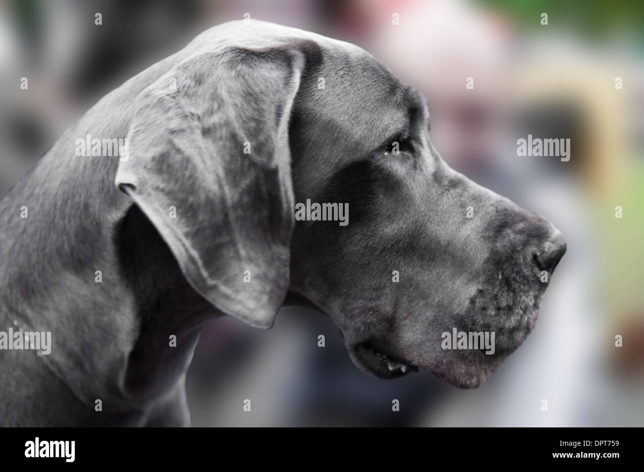 Great Dane also known as German Mastiff is a breed of domestic dog ...