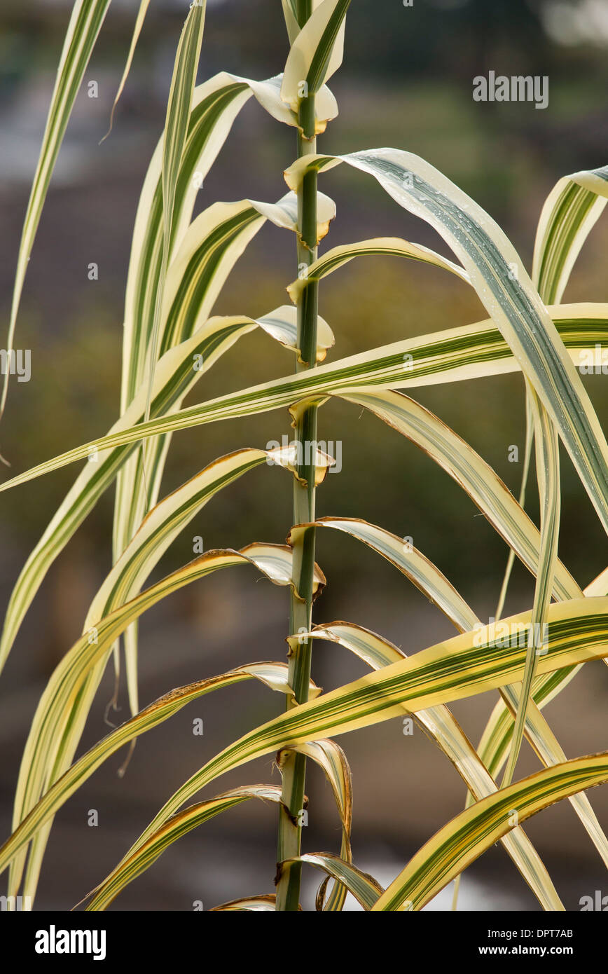 Variegated grass hi-res stock photography and images - Alamy