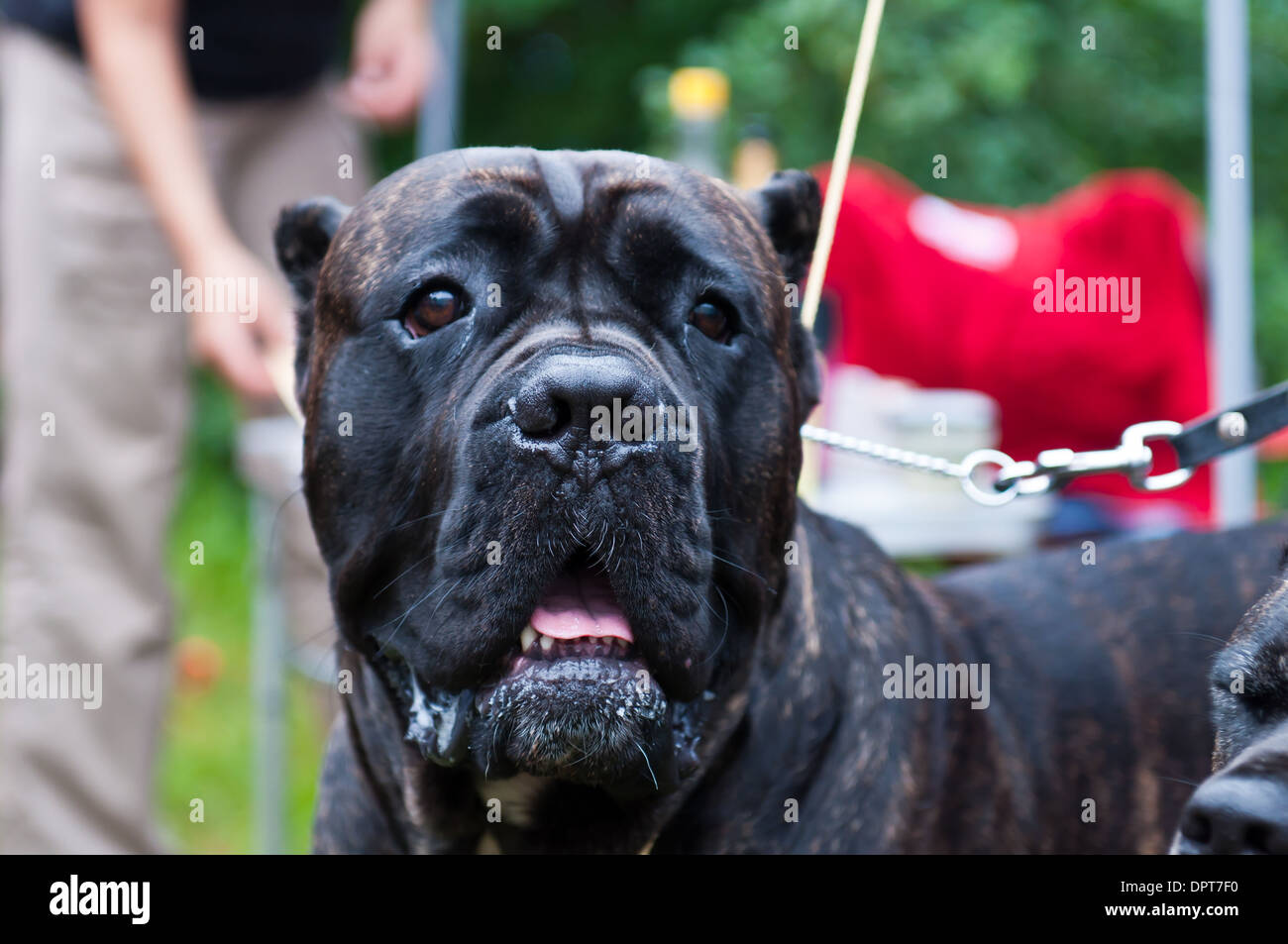 Alaunt Dog Breed Info About Whats This