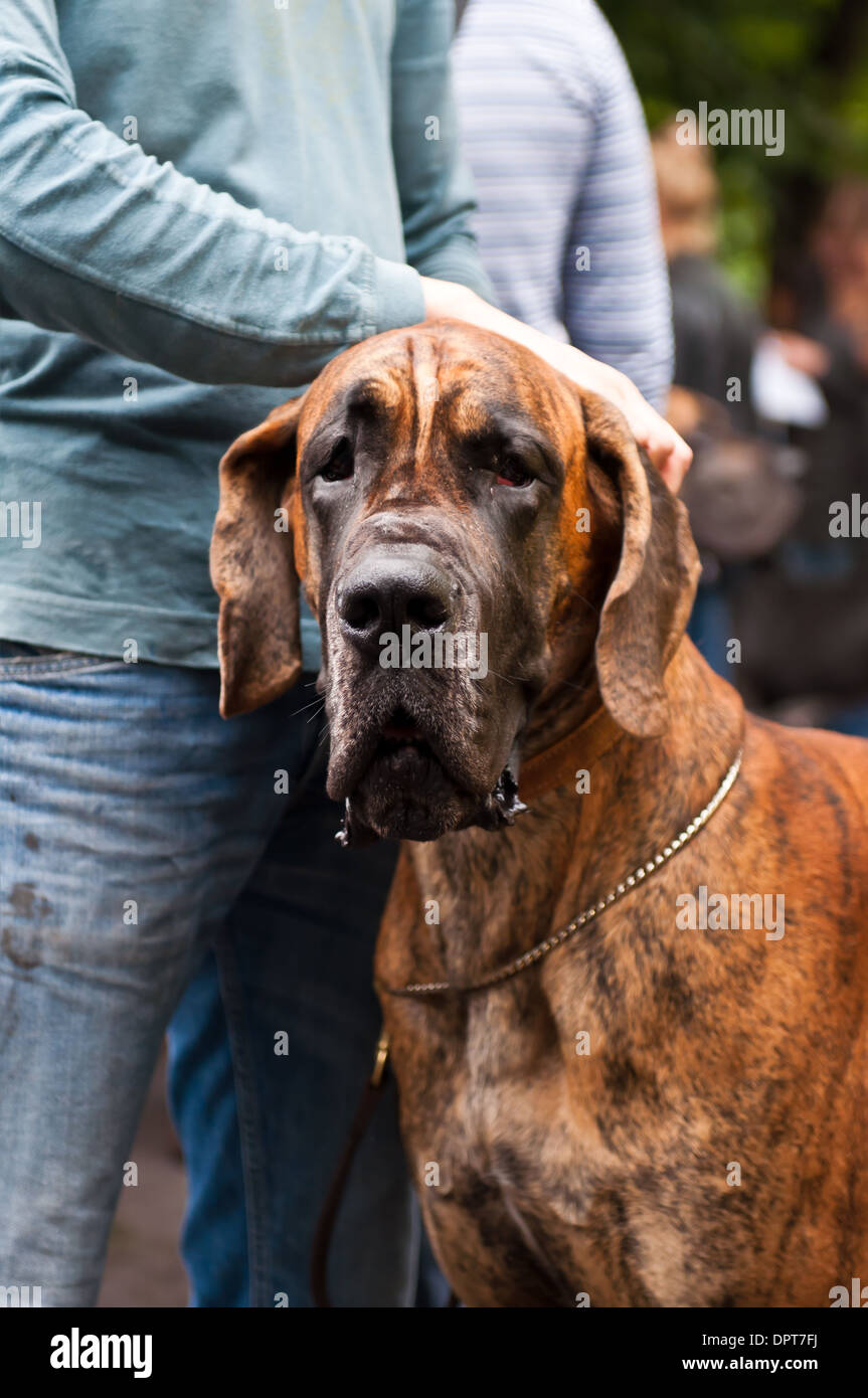 Great Dane also known as German Mastiff is a breed of domestic dog known for its giant size ...