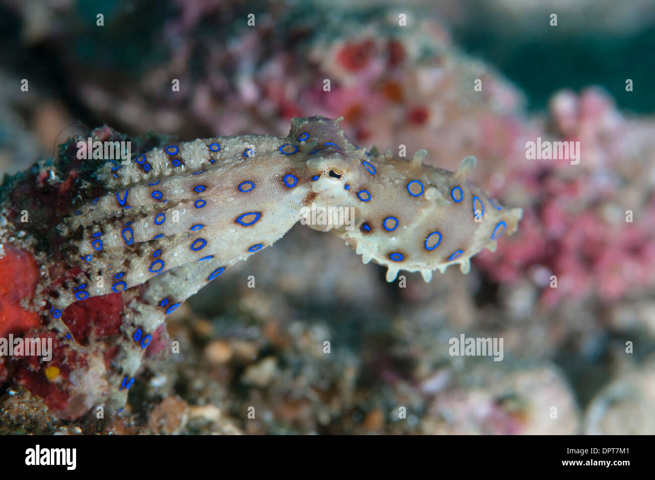 Blue Ringed Octopus Eggs