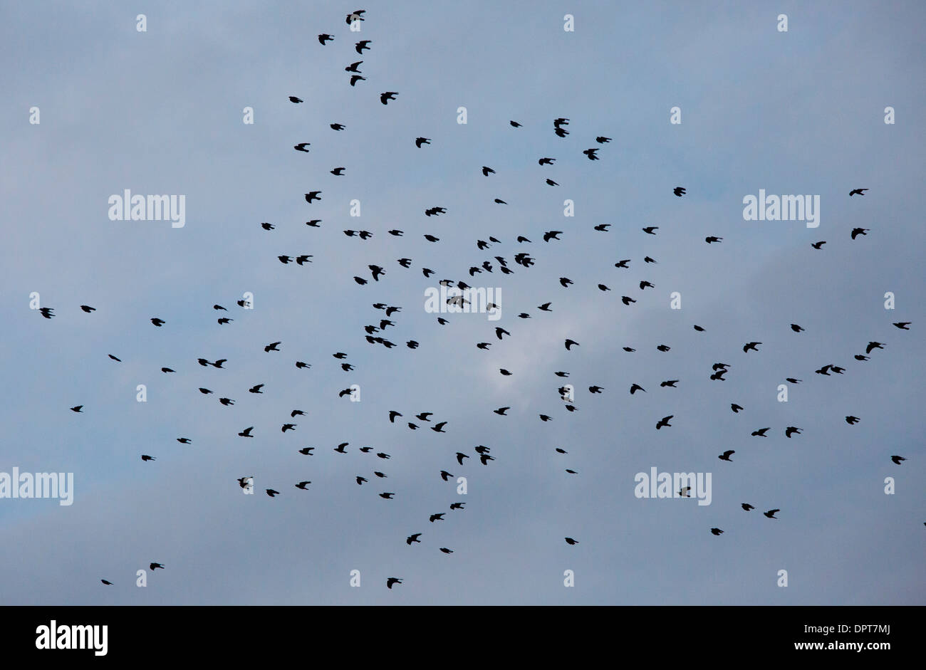 Jackdaws in flight hi-res stock photography and images - Alamy
