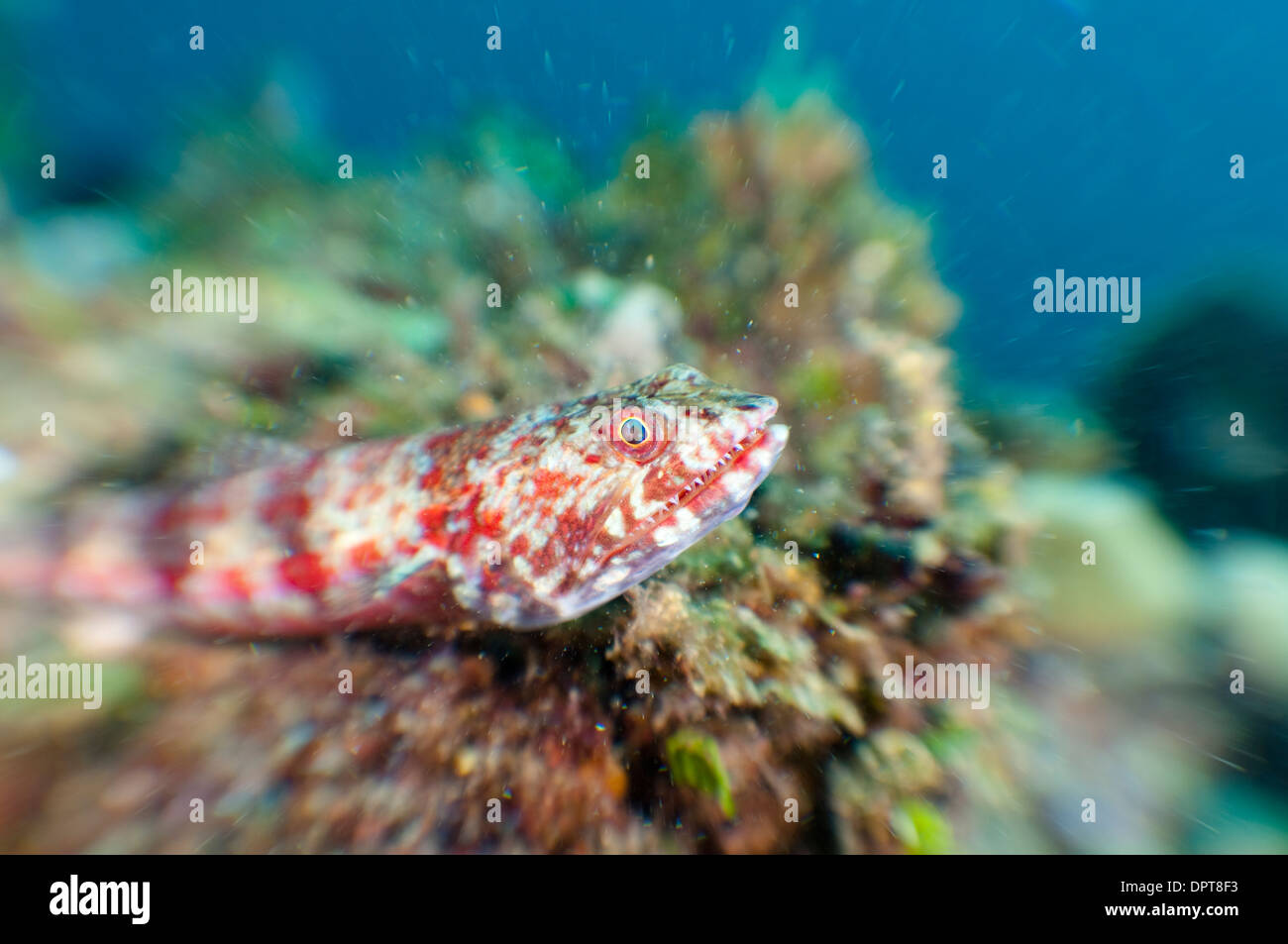 Lizardfish indonesia hi-res stock photography and images - Alamy