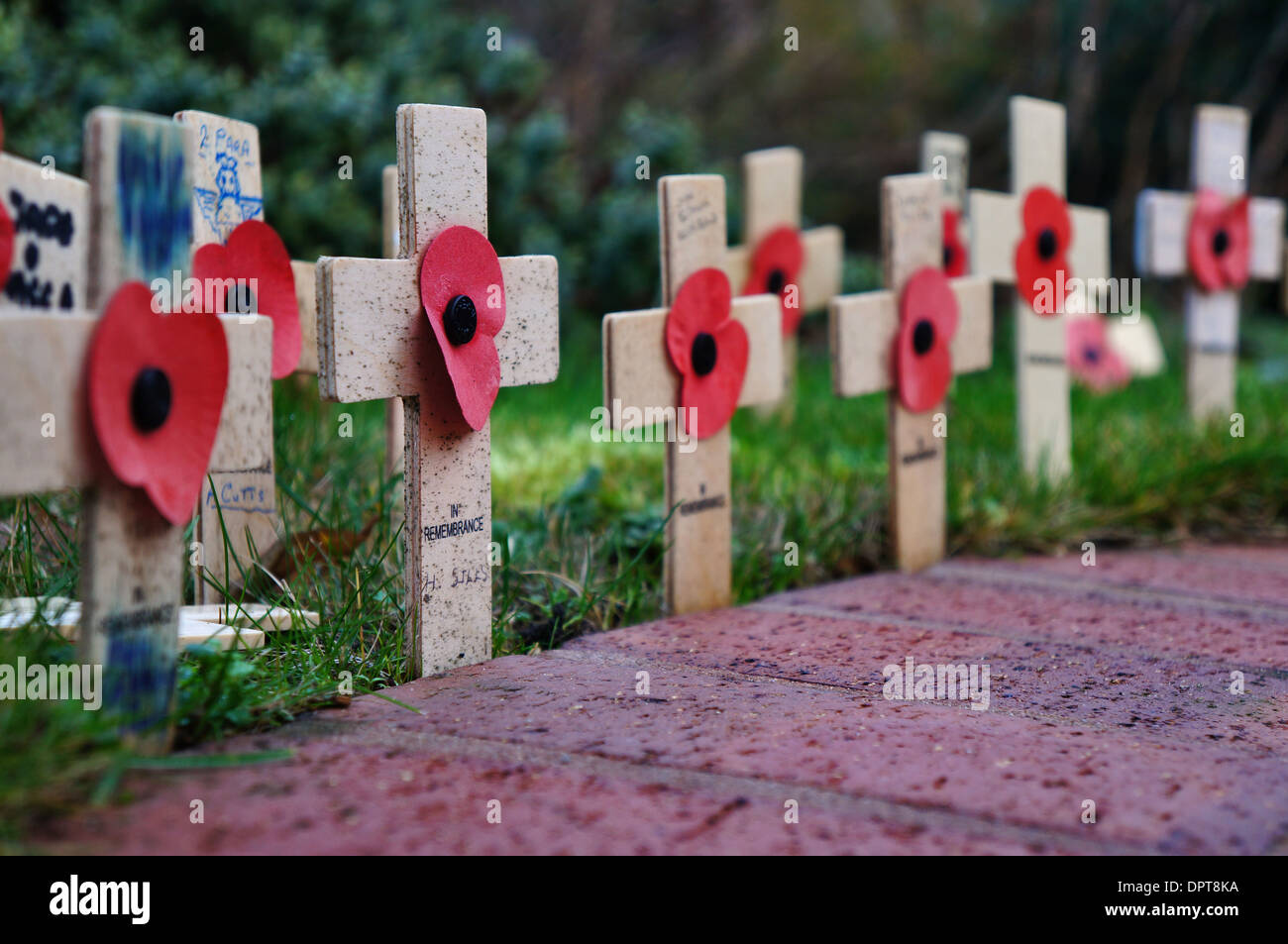 Miniature remembrance crosses in english hi-res stock photography and ...