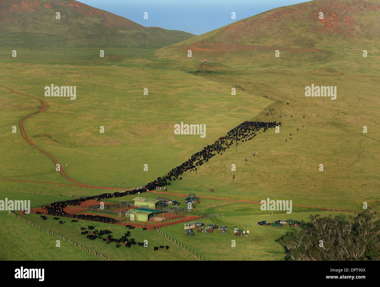 Apr 28, 2009 - Waimea, Hawaii, U.S. - Parker Ranch cowboys herd over ...