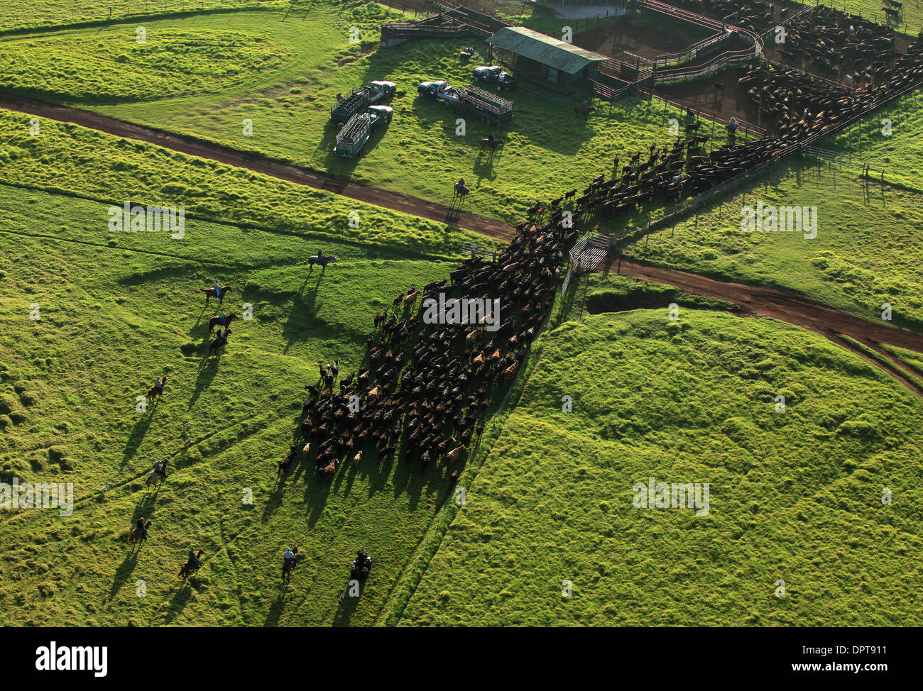Parker ranch in hawaii hi-res stock photography and images - Alamy