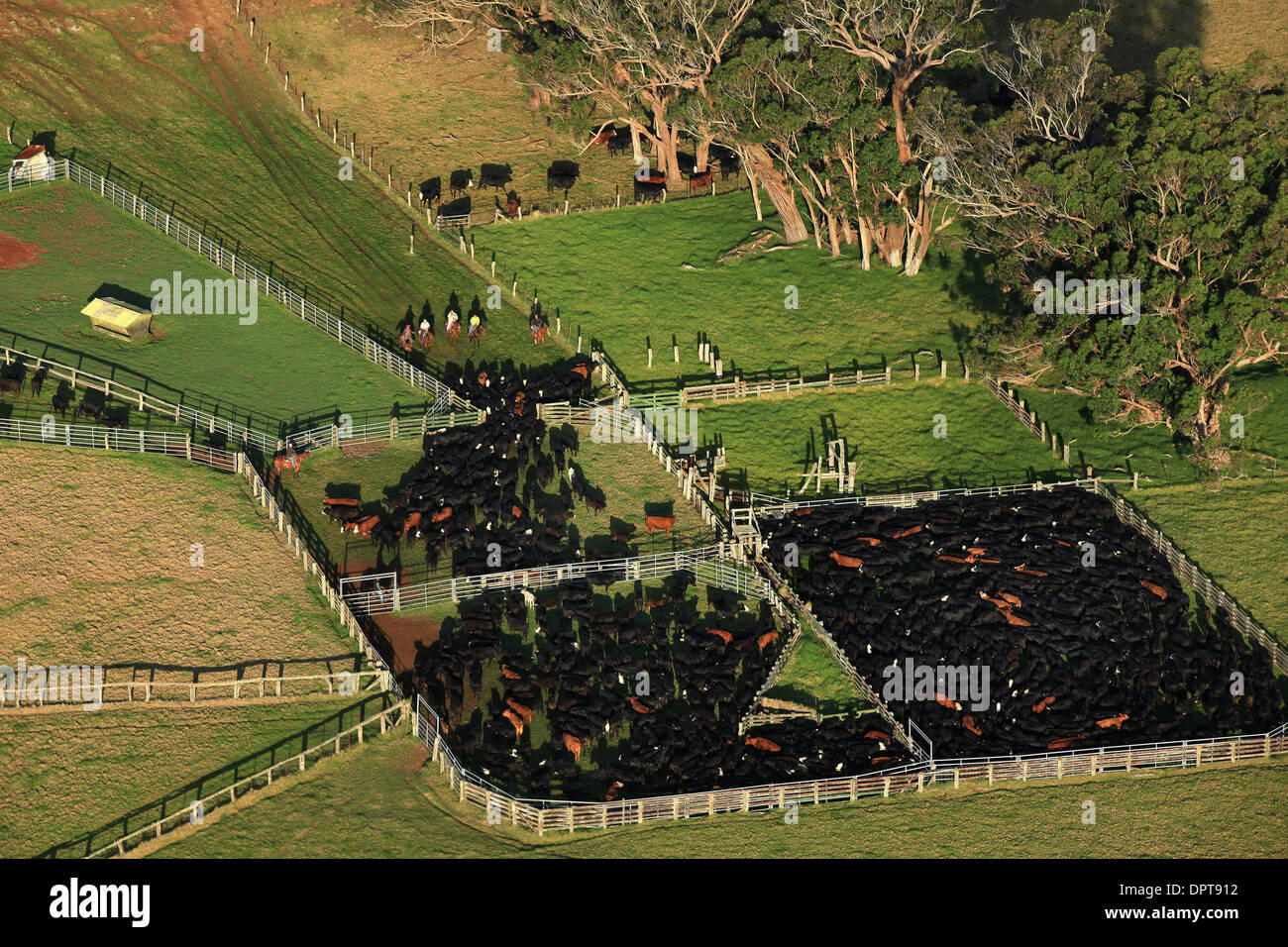 Parker ranch waimea hi-res stock photography and images - Alamy