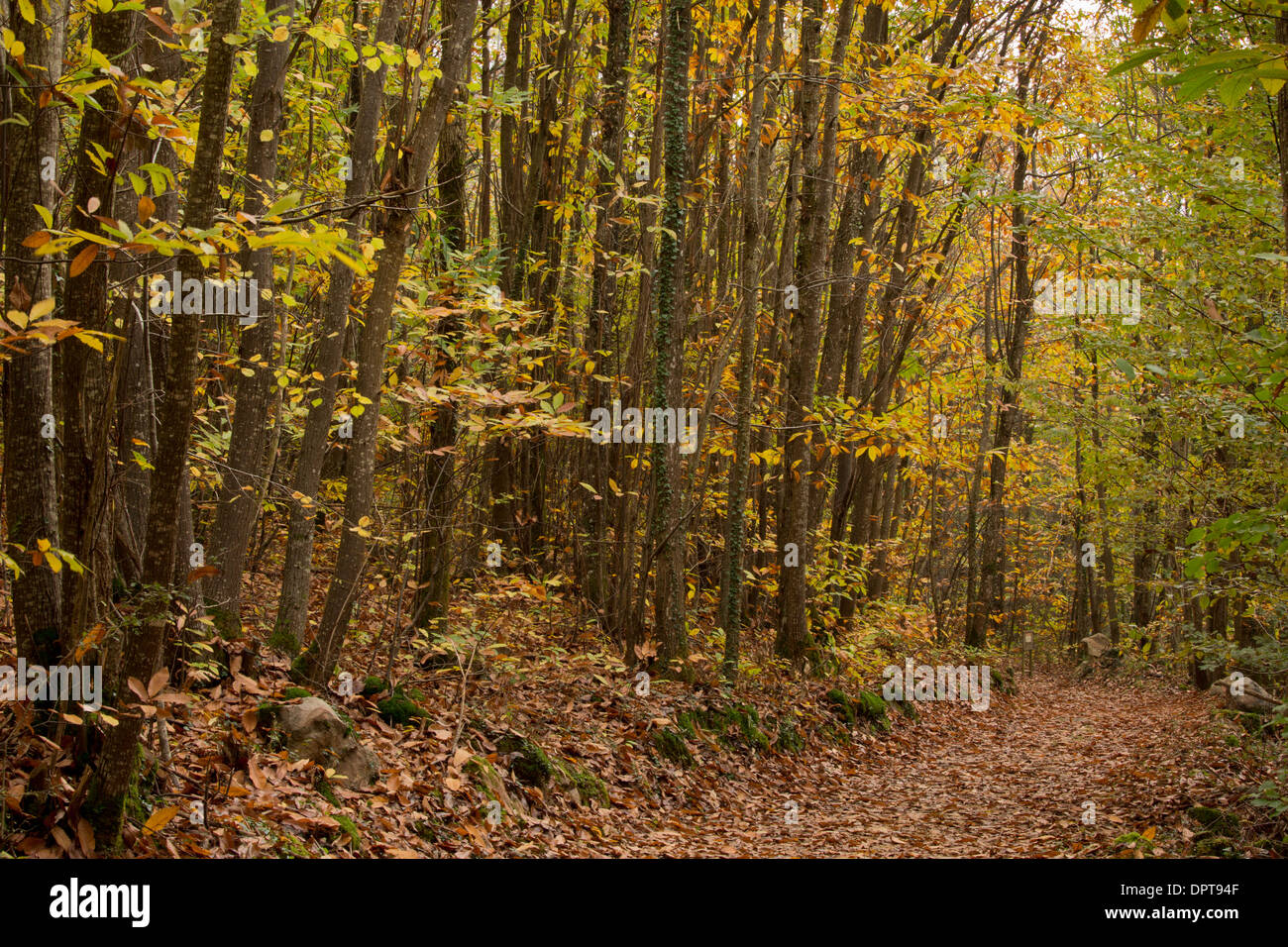 Coppiced Sweet chestnut forest, in autumn; Foret de Compagne, Dordogne ...
