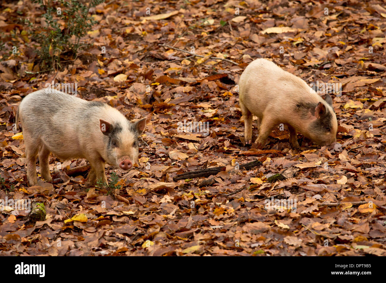 Foraging for acorns hi-res stock photography and images - Alamy