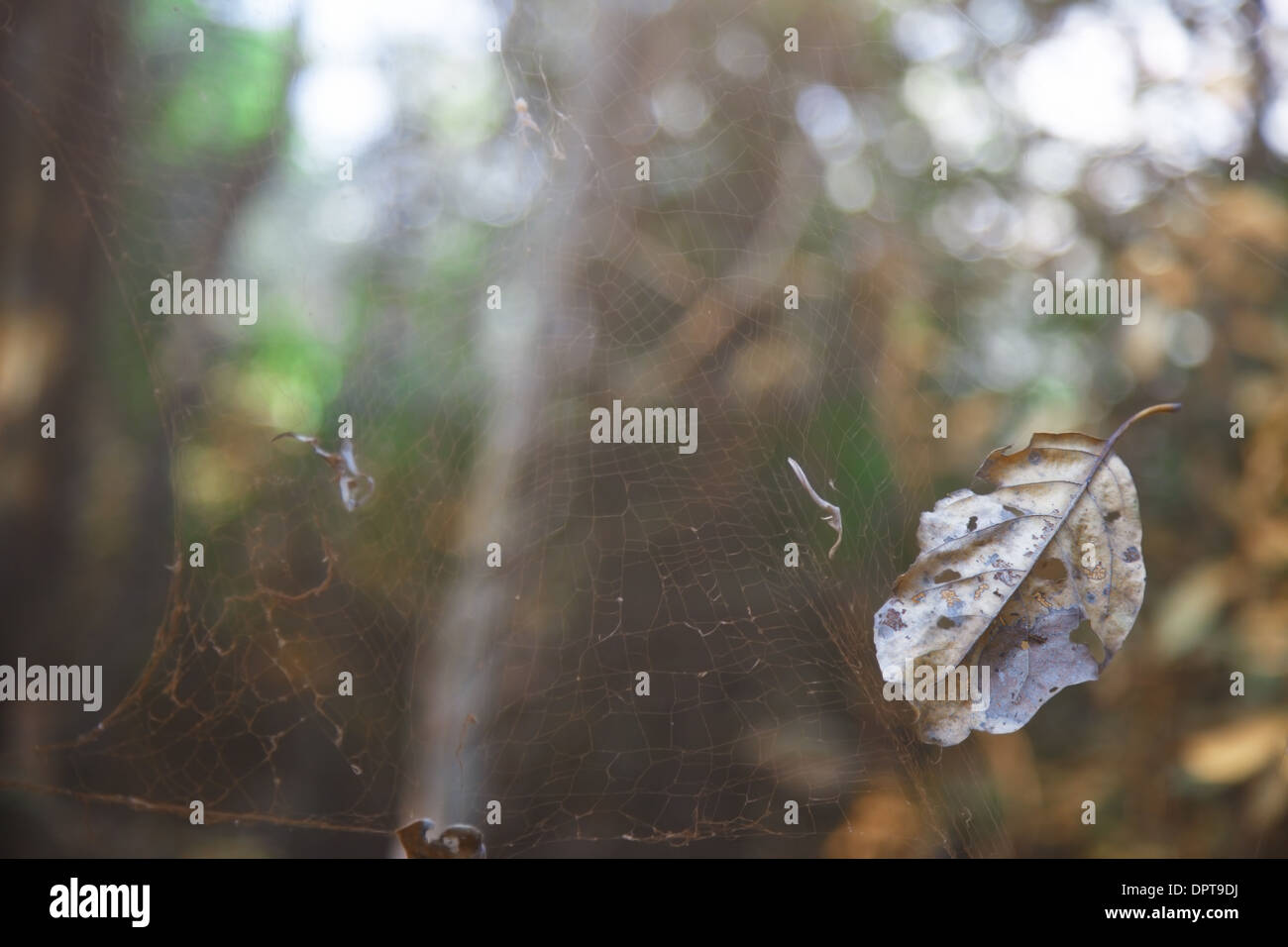 Old spider web in hi-res stock photography and images - Alamy