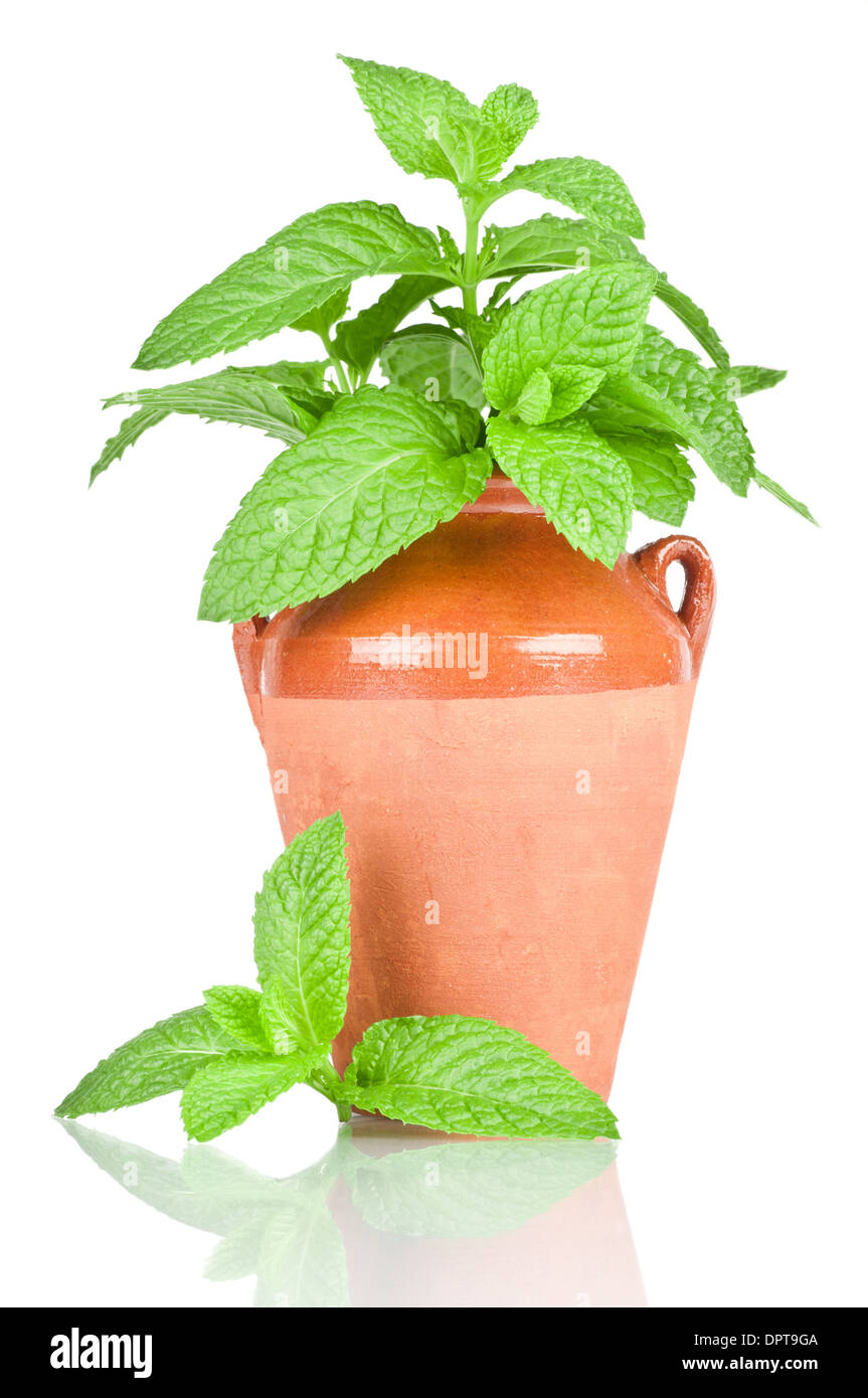 Mint in a pot Stock Photo - Alamy