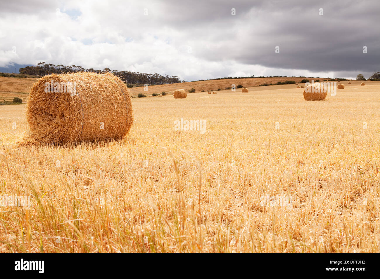 Hay bales laying in meadow under stormy skies Stock Photo - Alamy