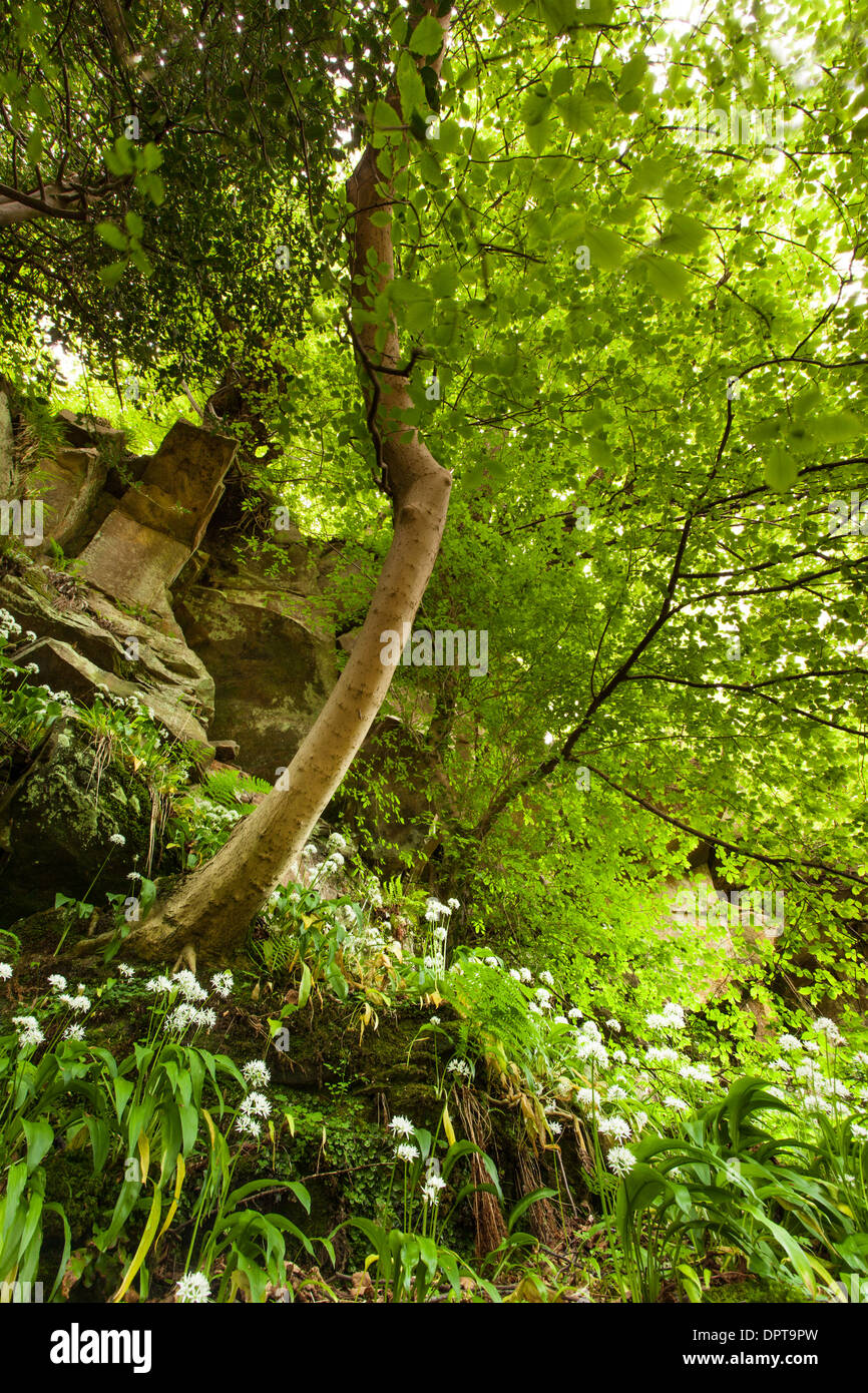 Wild Garlic (Allium ursinum), North Yorkshire, England Stock Photo - Alamy