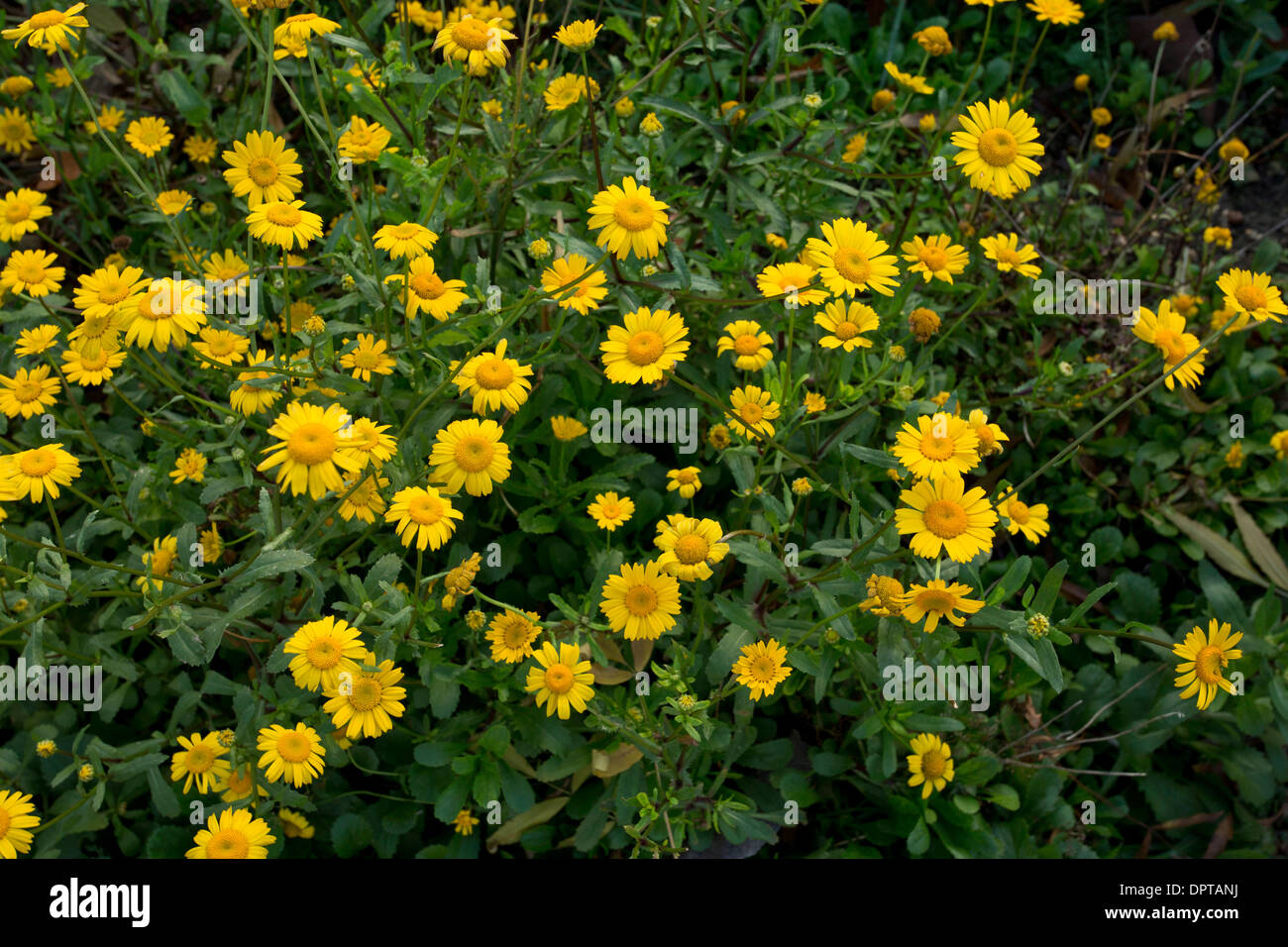 Mediterranean corn marigold hi-res stock photography and images - Alamy