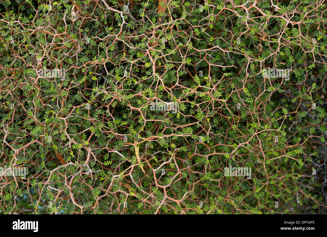Prostrate kōwhai or dwarf kōwhai, Sophora prostrata, New Zealand ...
