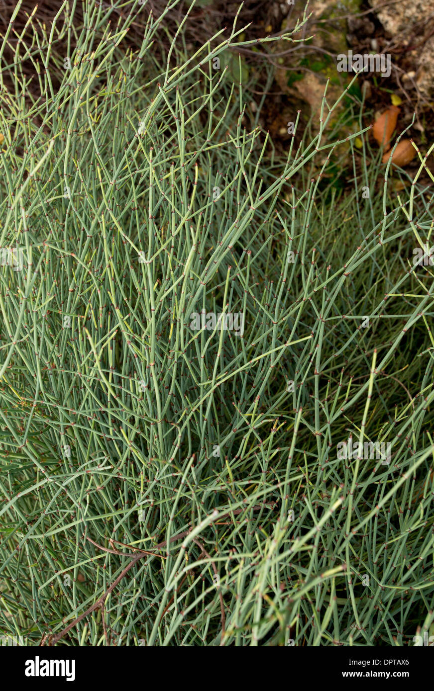 Bluestem joint fir joint pine hi-res stock photography and images - Alamy