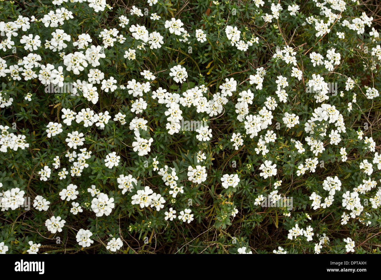An evergreen candytuft, Iberis sempervirens. South Europe Stock Photo ...