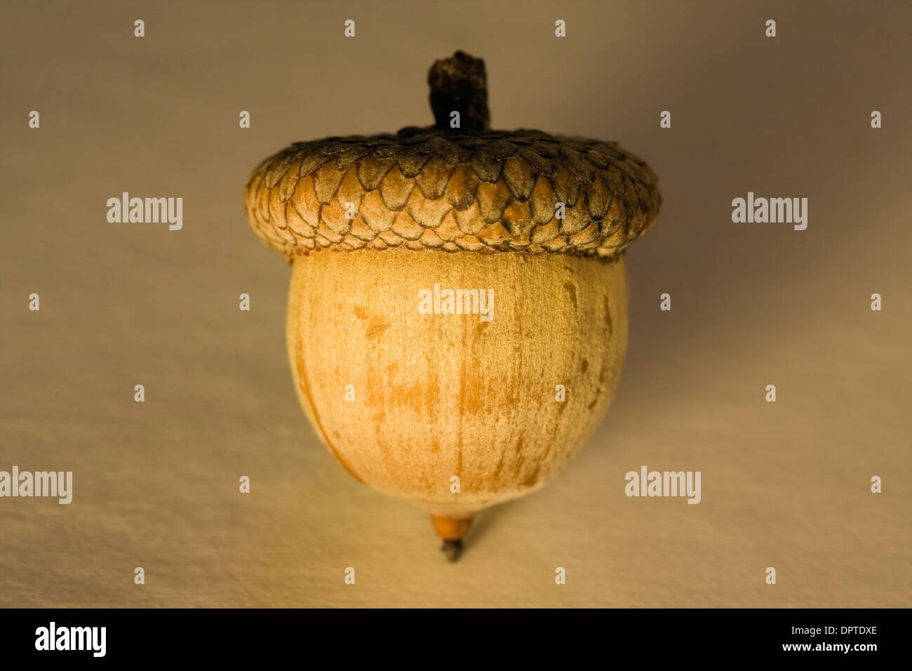 Northern Red Oak Tree Acorn Stock Photo - Alamy