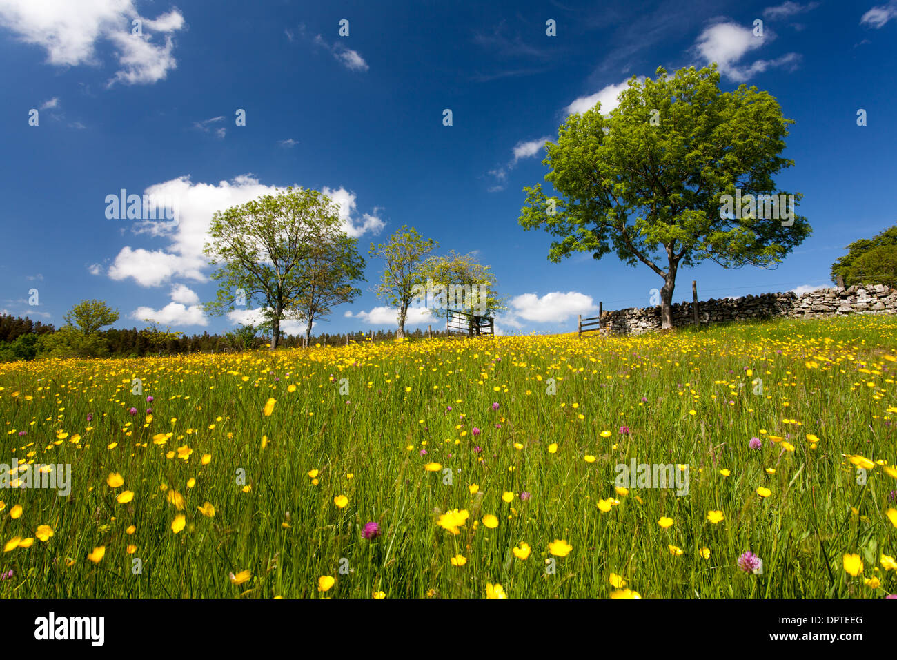 Wild Meadow, Upper Teesdale, England Stock Photo - Alamy