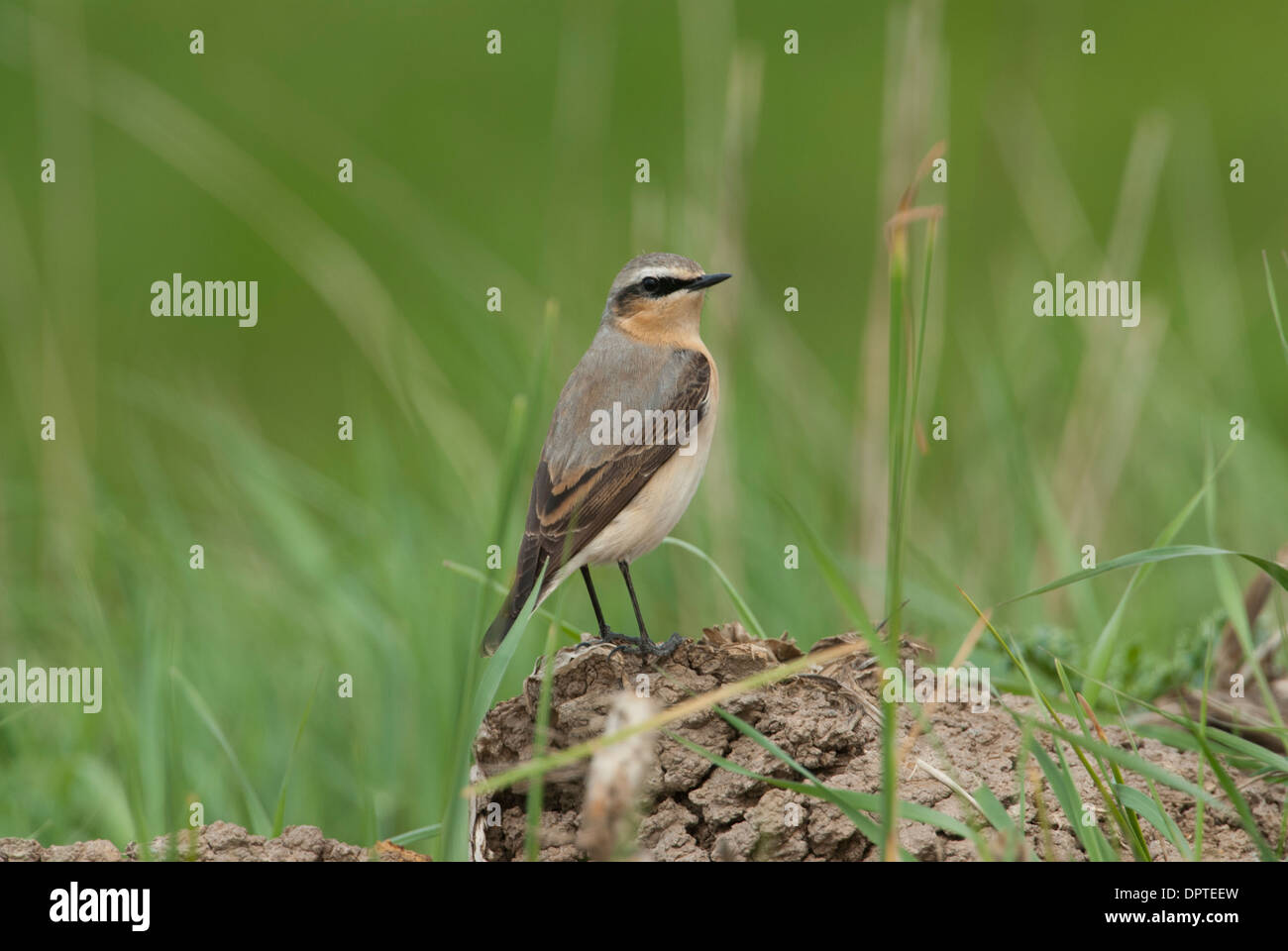 Northern wheatear migration hi-res stock photography and images - Alamy