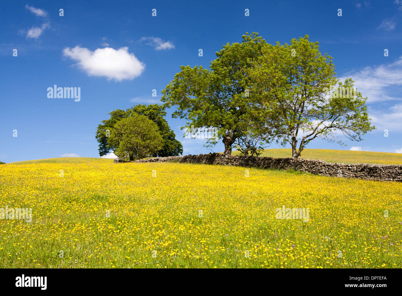 Wild Meadow, Upper Teesdale, England Stock Photo - Alamy