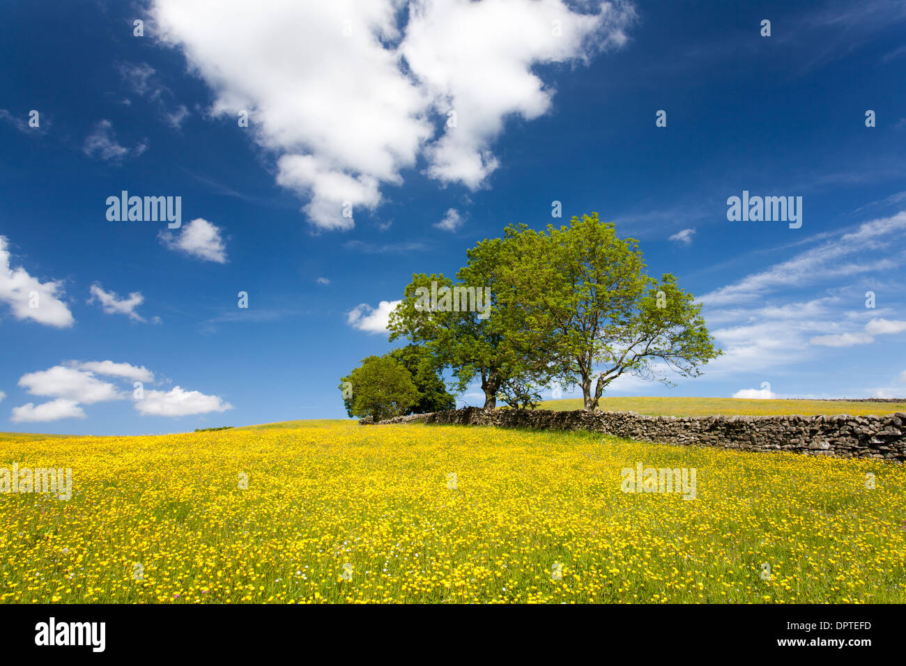 Wild Meadow, Upper Teesdale, England Stock Photo - Alamy