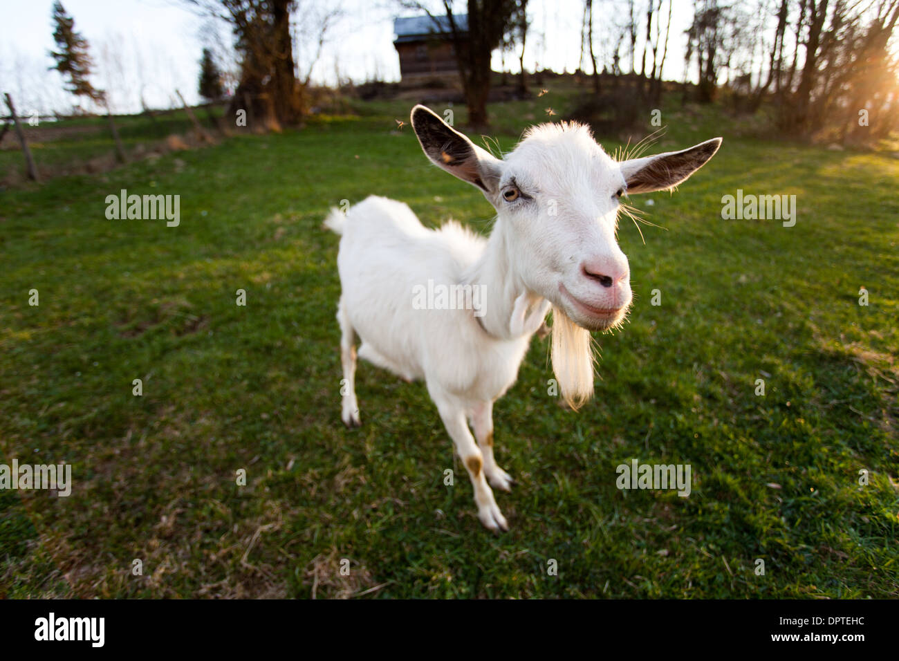 Distorted goat look and smile, closeup muzzle Stock Photo - Alamy