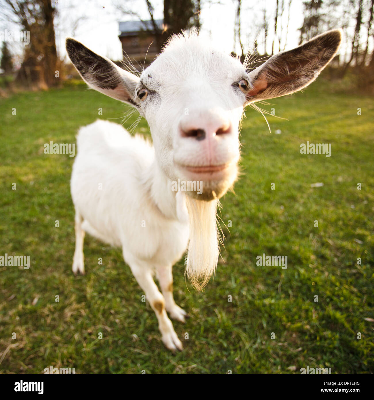 Distorted goat look and smile, closeup muzzle Stock Photo - Alamy