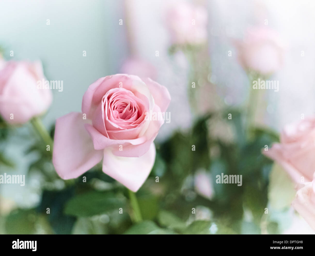 Beautiful pink roses Stock Photo - Alamy